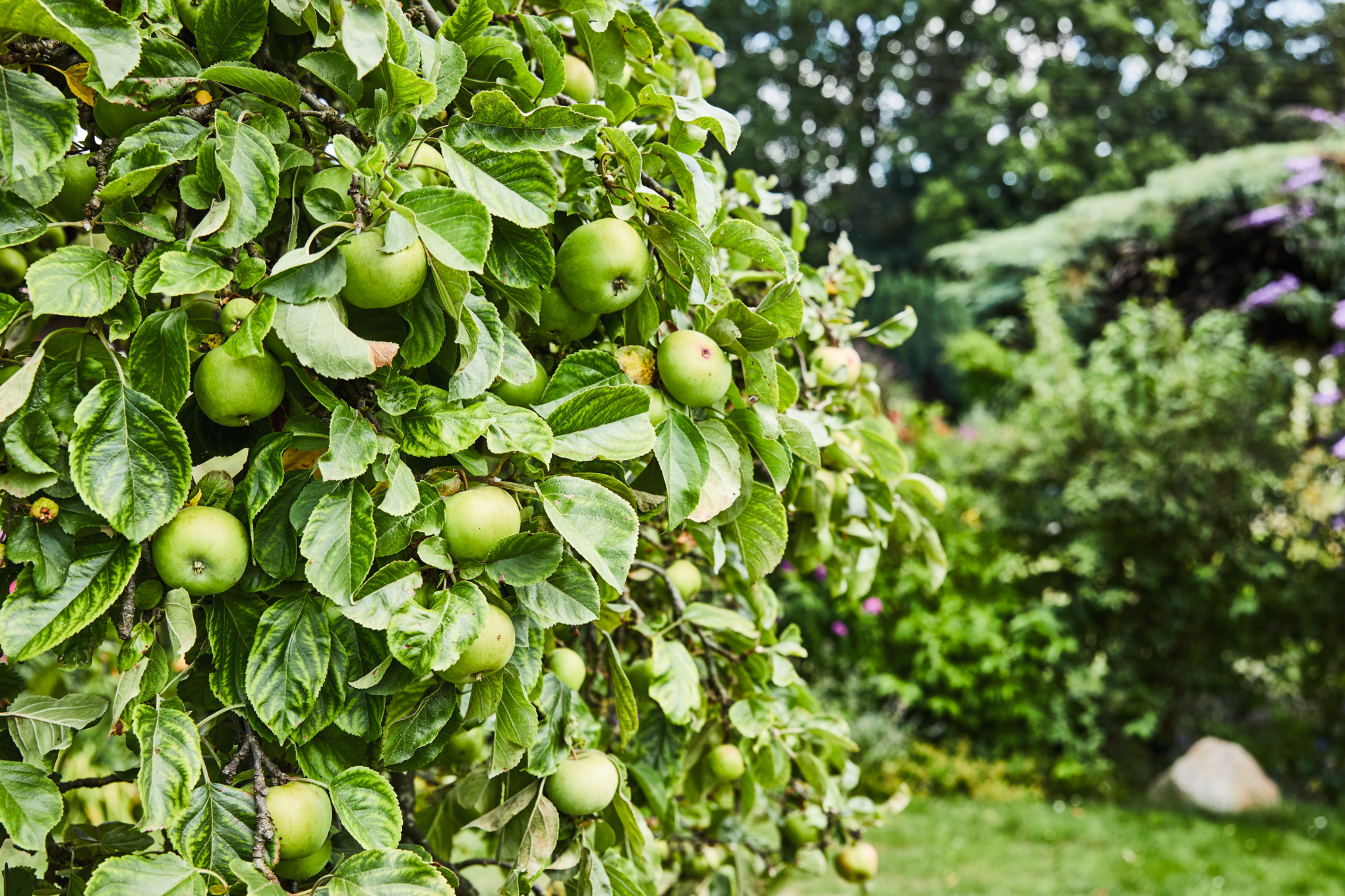 Pruning Apple Trees: A Step-by-Step Guide | STIHL AU | STIHL